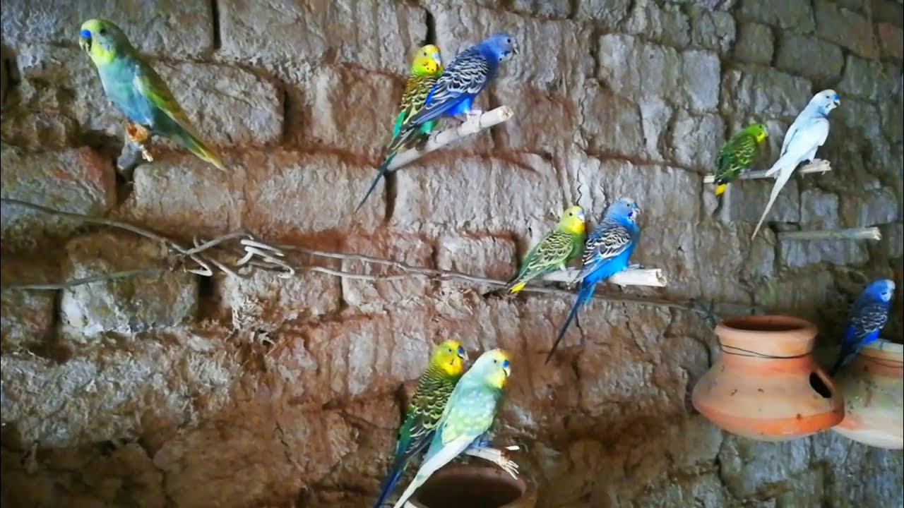 Australian parrot's and other birds/village mini zoo - YouTube