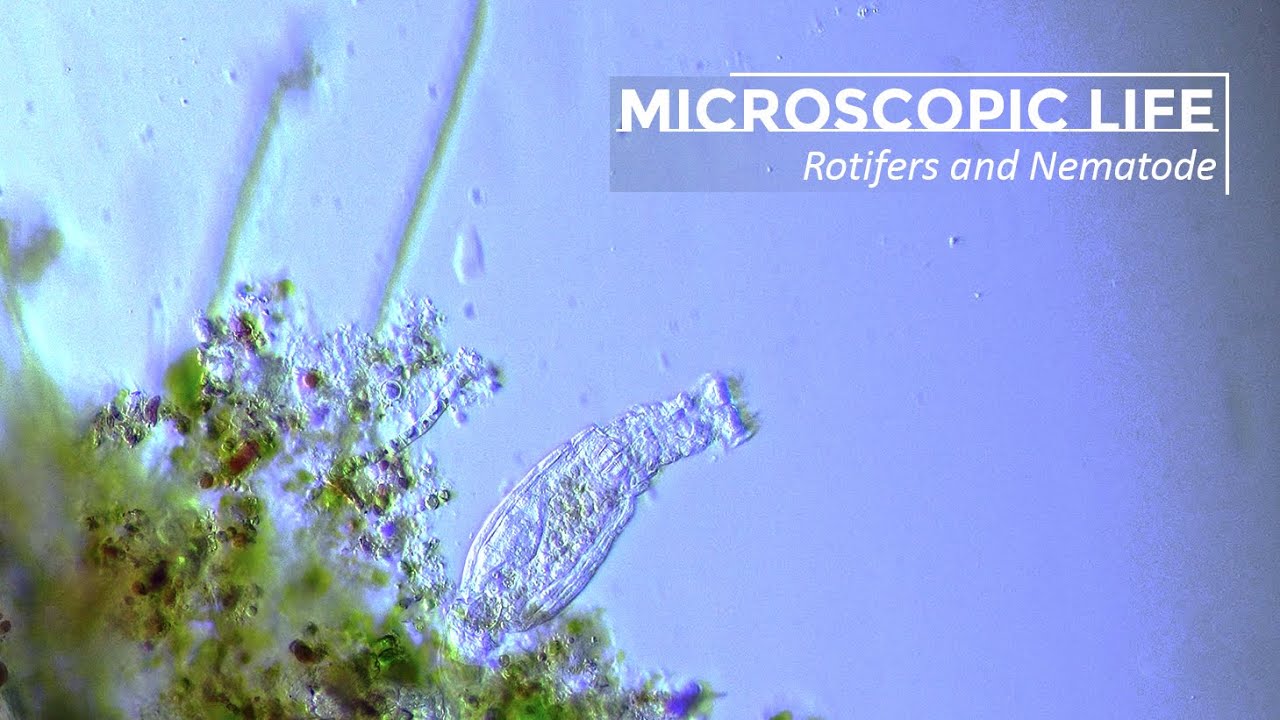 Microscopic Life - Rotifers and Nematodes in Motion - YouTube