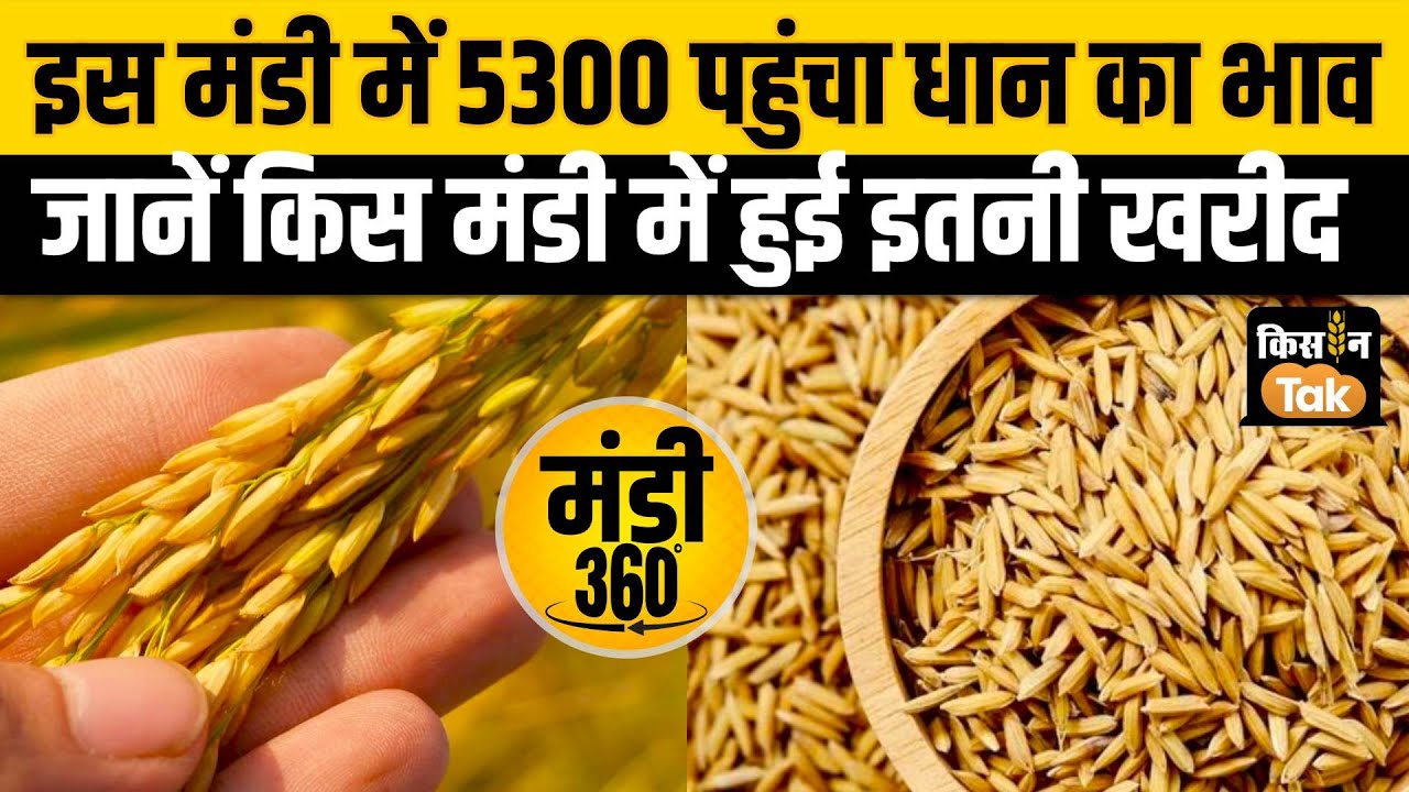 Paddy Mandi Rate: कहाँ मिल रही है रिकॉर्ड कीमतें और कहाँ गिरा धान का ...