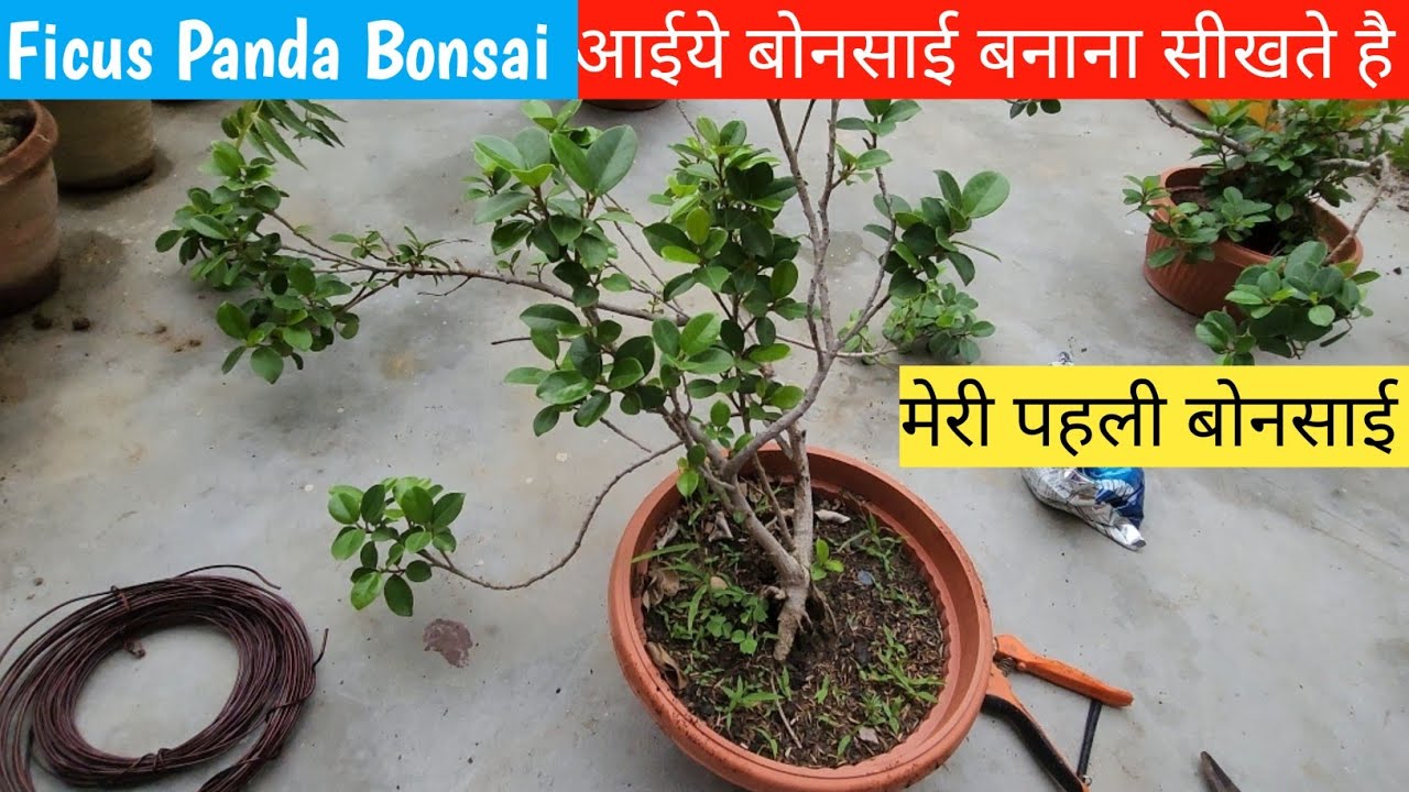 Ficus Panda Bonsai 👏How To Make Bonsai 👏#bonsai 🇮🇳 ...