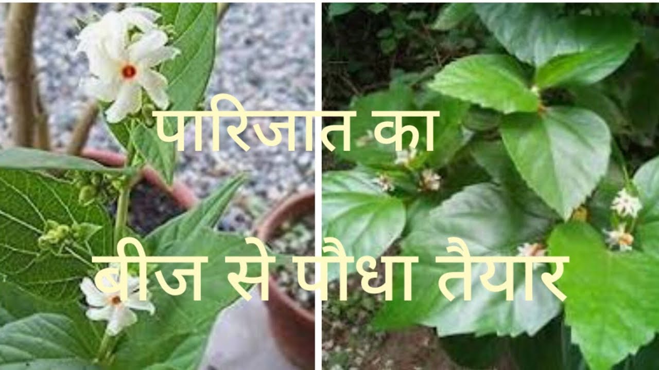 पारिजात का बीज से नया पौधा तैयार कैसे करें# night flower - YouTube
