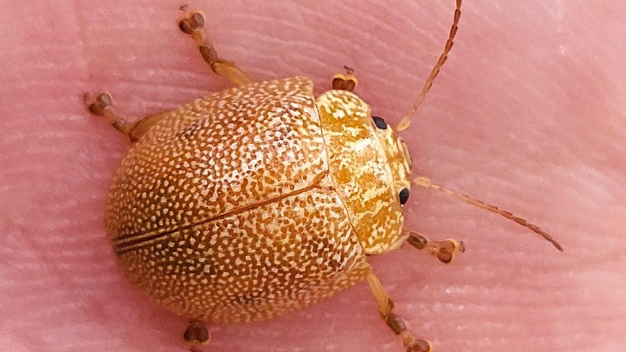Dotted paropsine leaf beetle (Paropsis atomaria) | v187 - YouTube