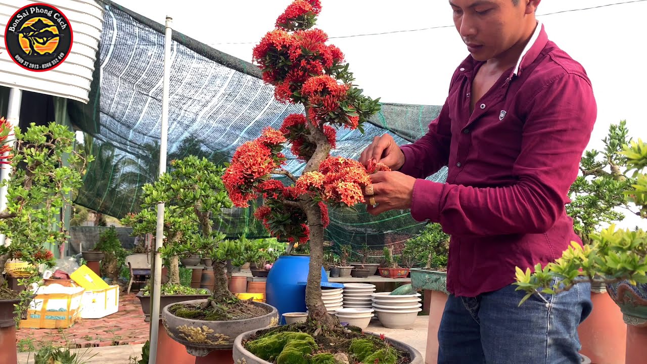 Cách nuôi bông trang bonsai p14 | cách sữ lý khi trang ra hoa | care ...