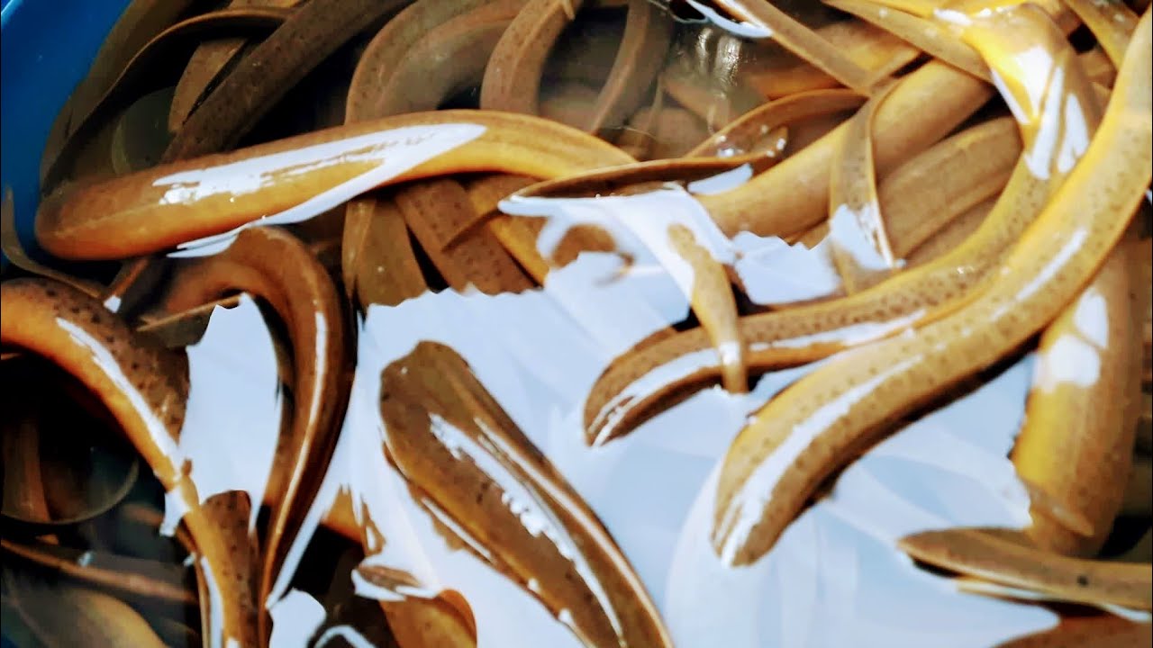 Fresh natural eel fish is extremely beautiful, - YouTube