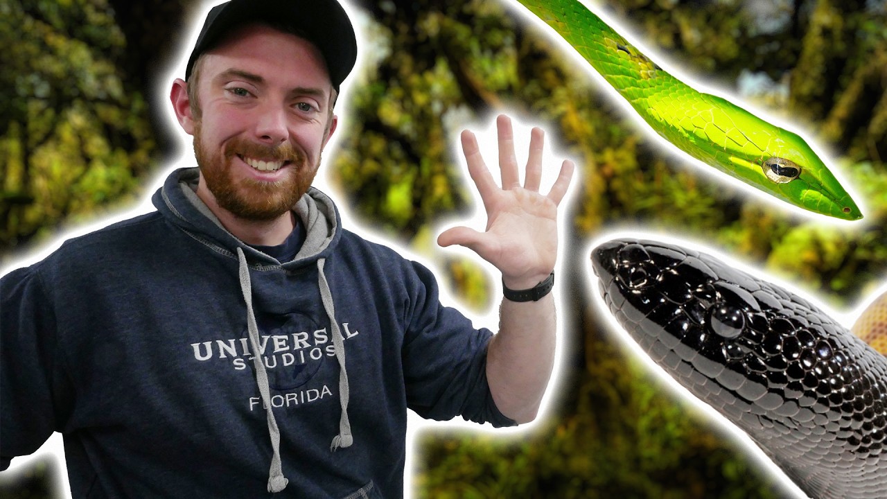Top 5 Dream SNAKES I Want Now - YouTube