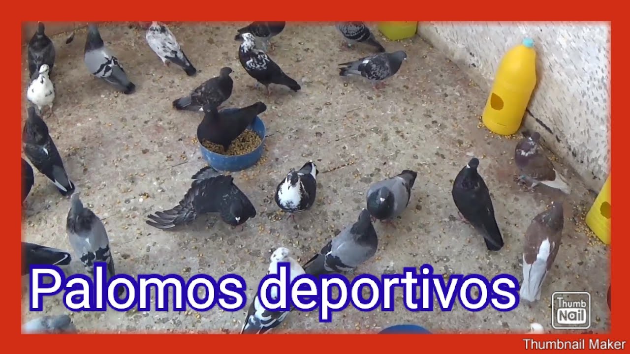 Palomos deportivos.. Mis palomas de cría y de vuelo.. Cullera ...