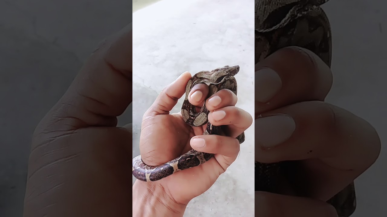 Boa Constrictor - YouTube