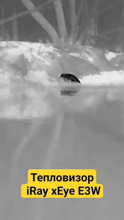 Тепловизор iRay xEye E3W.Бобр выходит из воды. - YouTube