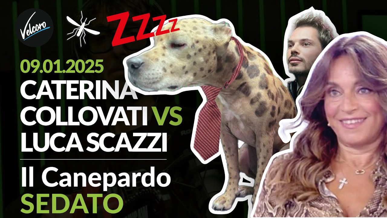 Caterina Collovati vs Luca Scazzi & il Canepardo - Il Canepardo sedato ...
