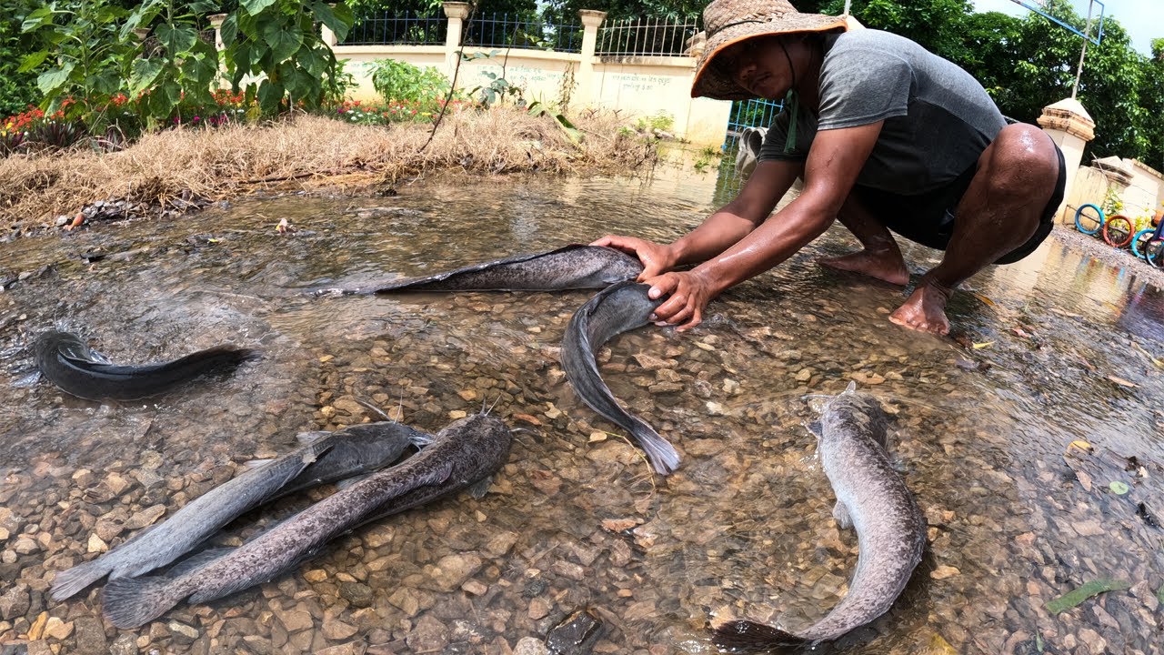 amazing fishing! a fisherman skill catch many fish on the road by best ...