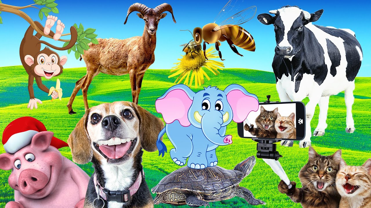 Farm Animals Amazing Activities: Cow, Cat, dog, horse, duck, sheep ...
