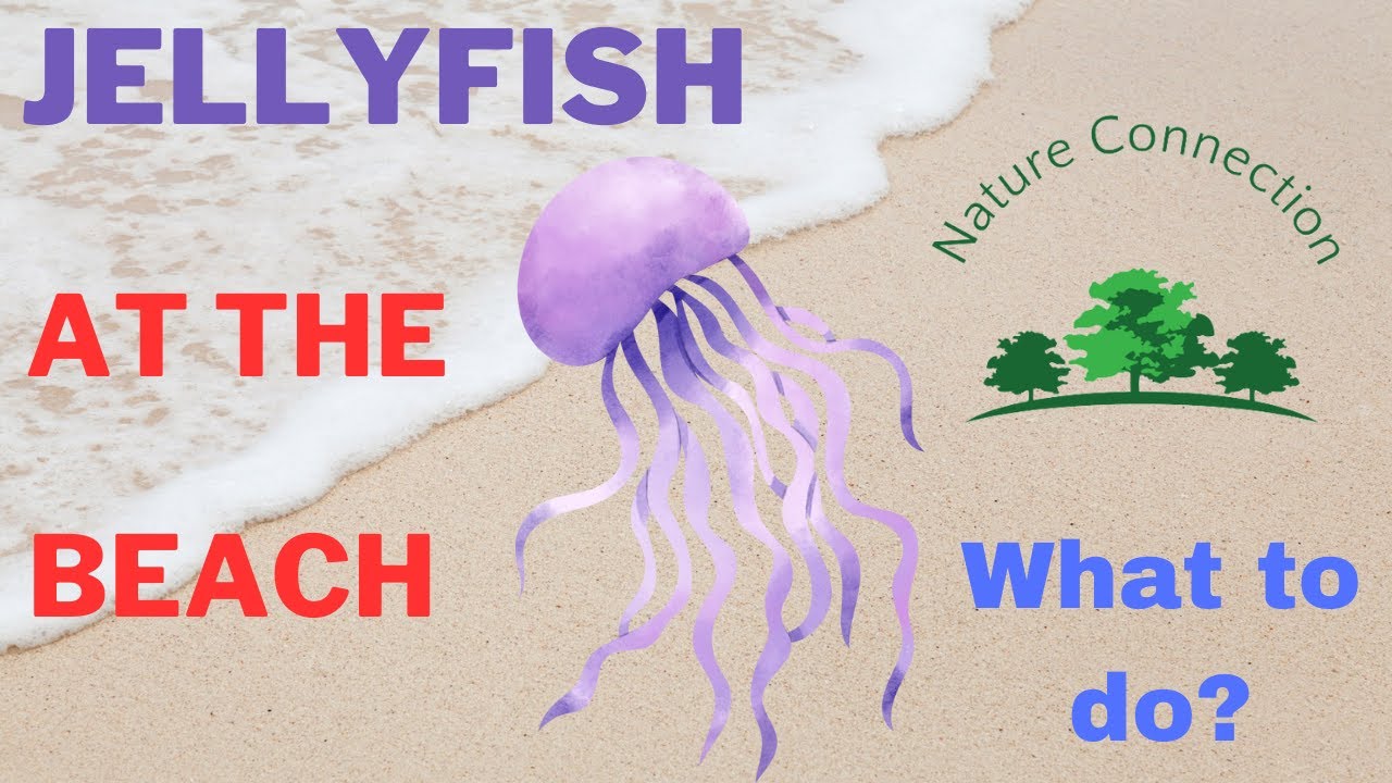 Unbelievable Facts About Jellyfish – What Happens When You Spot One at ...