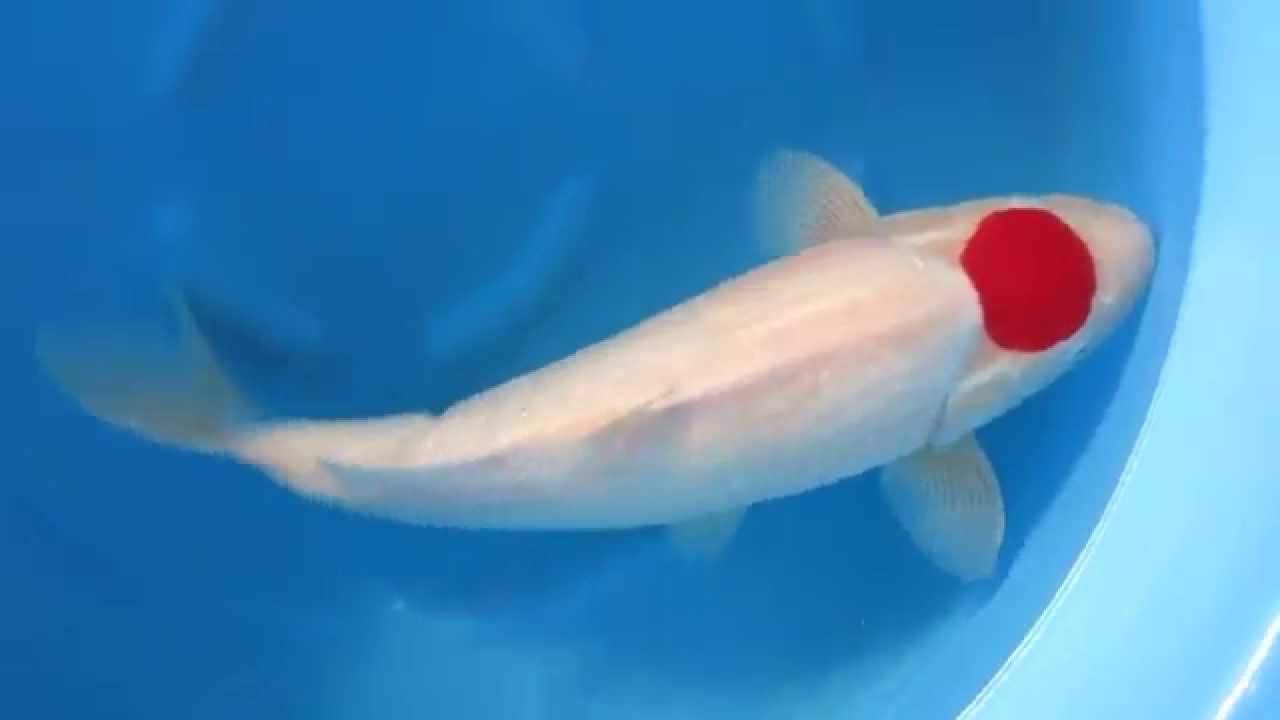 Tancho Koi Fish
