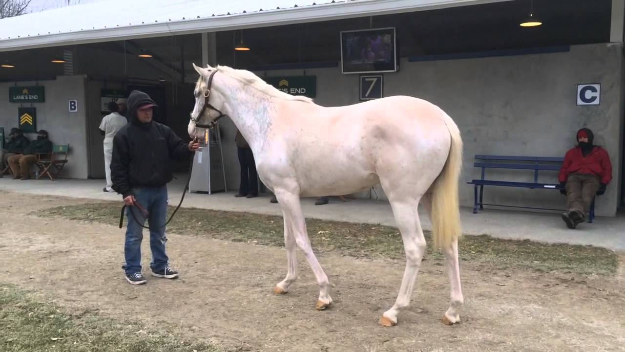 Fasig-Tipton February: Rare White Filly Stands Out at Fasig-Tipton ...