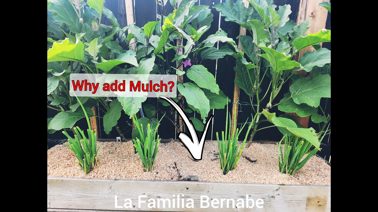 Why MULCHING is important in your Garden | Benefits of Mulching - YouTube