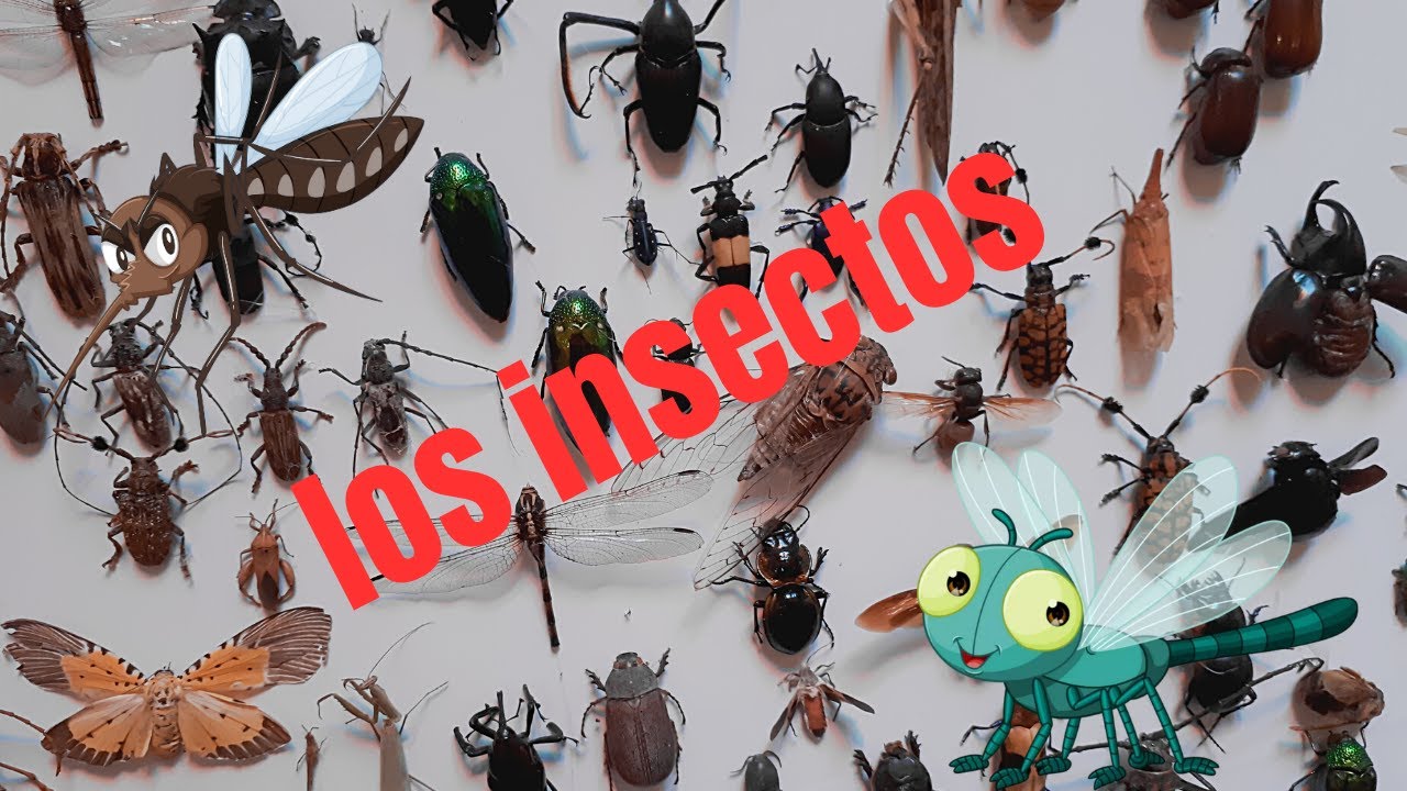 el increíble mundo de los insectos #mundo #natural #insectos - YouTube