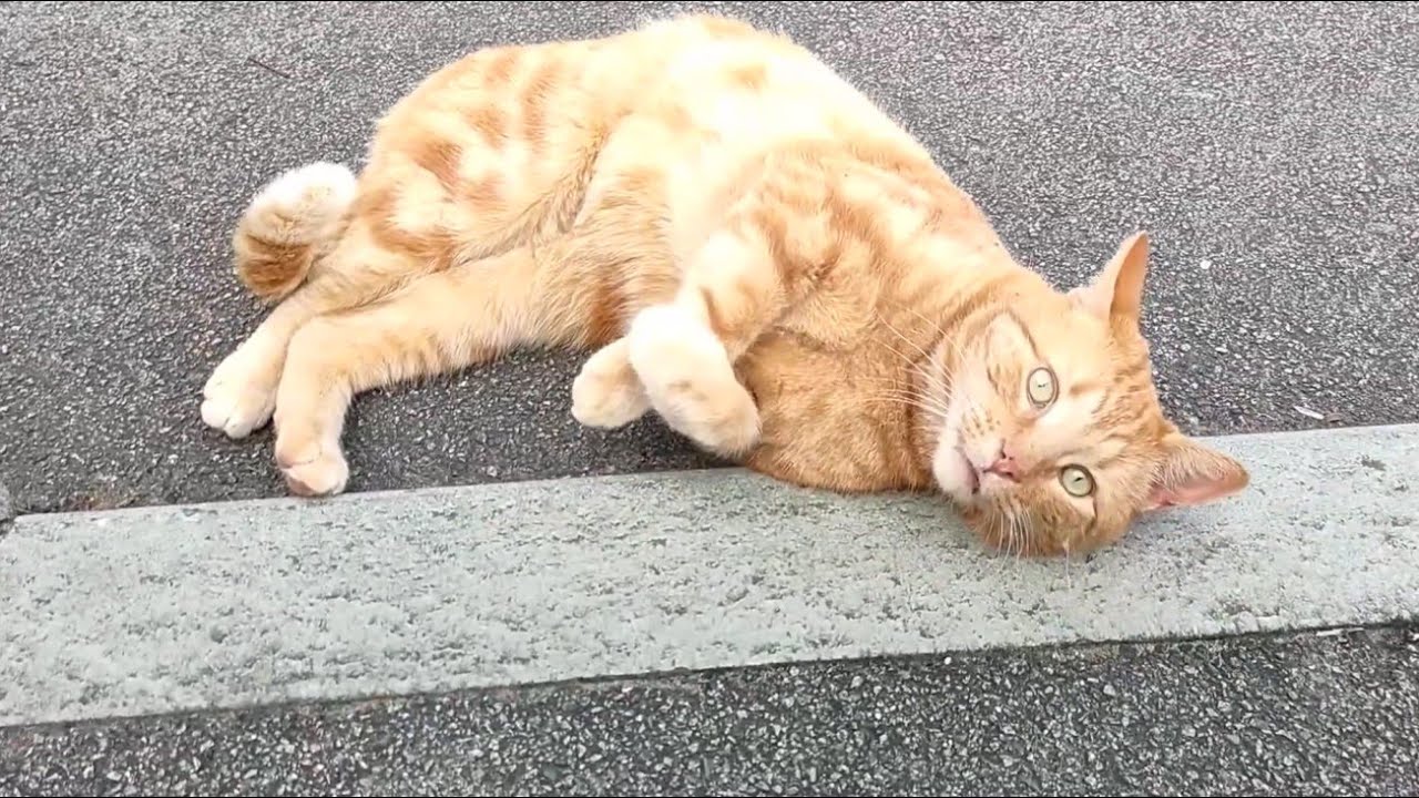 Friendly Ginger Cat Demands Attention - YouTube