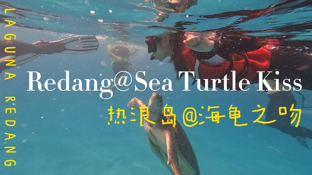 LAGUNA REDANG @ SEA TURTLE KISS | 热浪岛 @ 海龟之吻 - YouTube