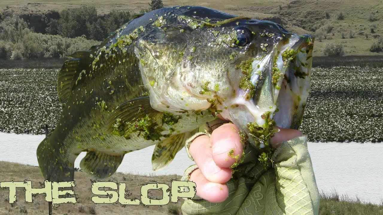 Fishing the Slop at Downs Lake - YouTube