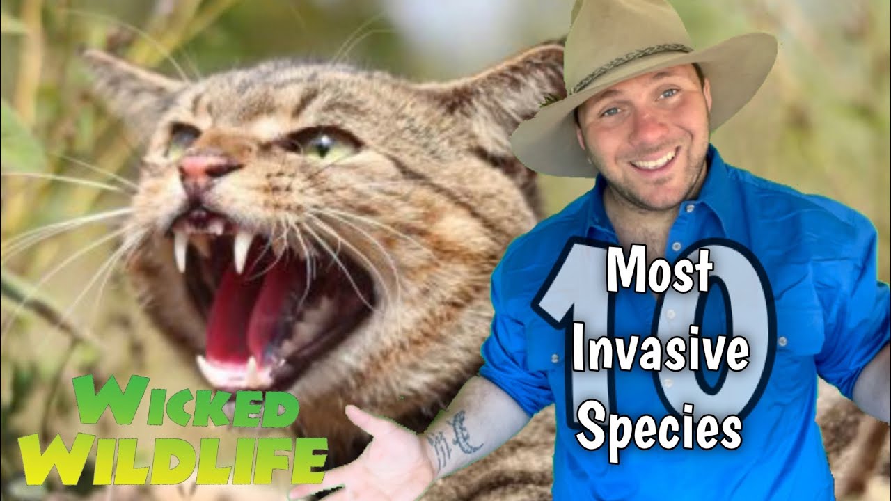 Australia’s 10 MOST invasive species : No.4 The Feral Cat - YouTube