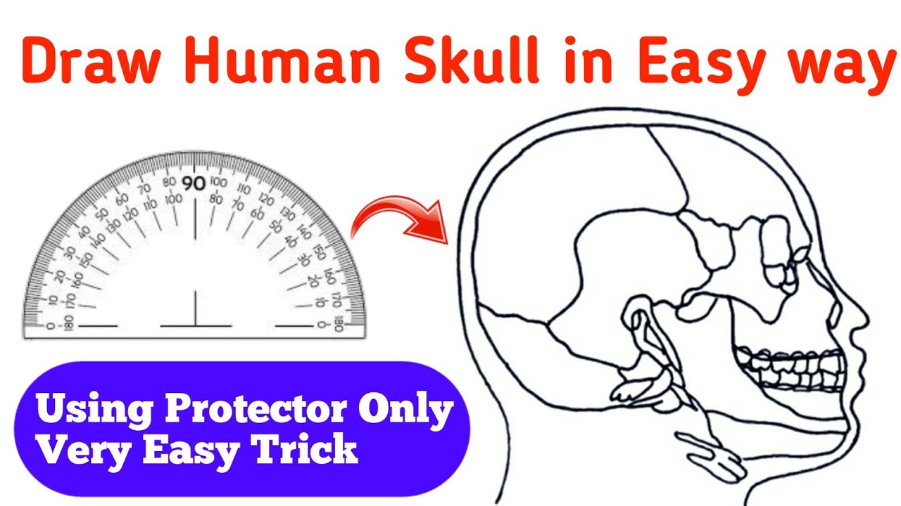 how to make diagram of human skull | how to draw diagram of skull - YouTube
