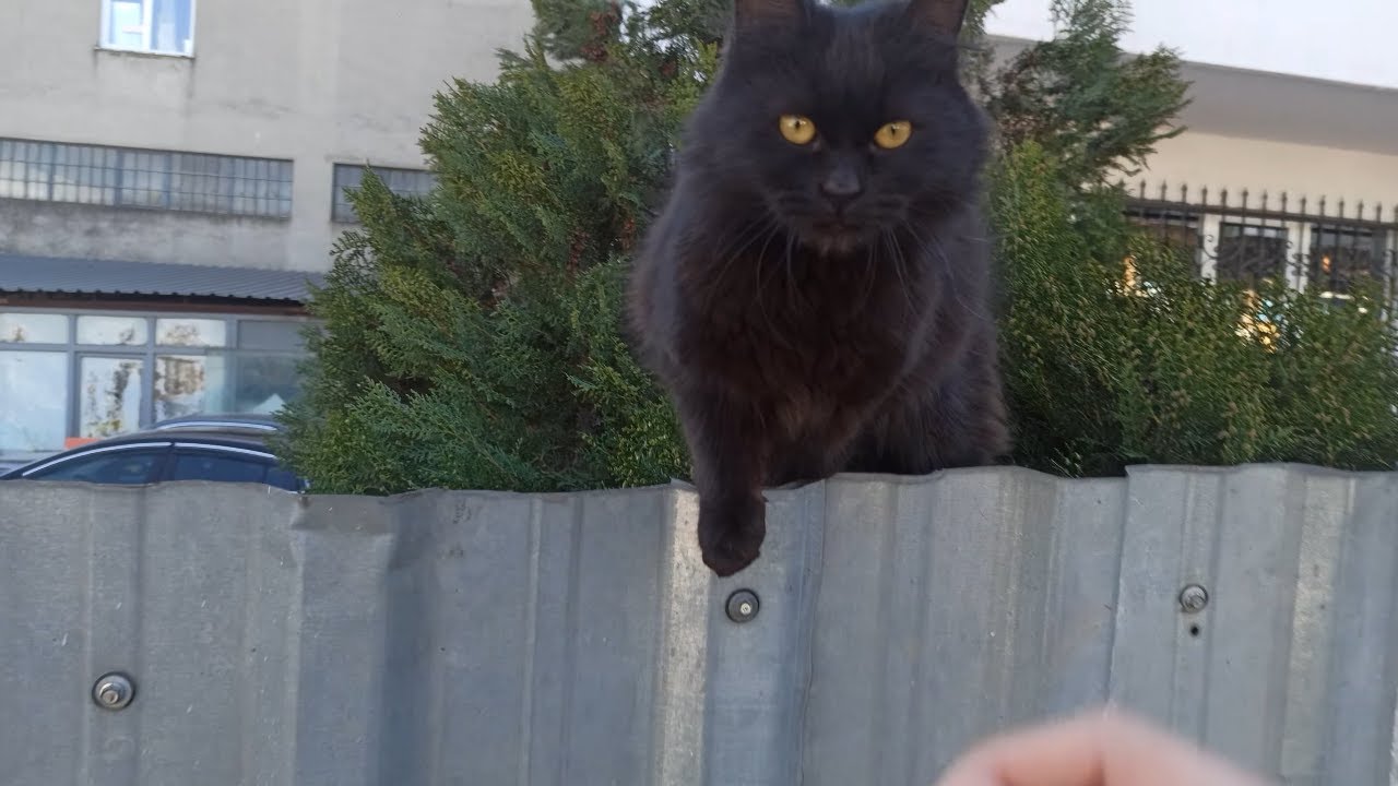 Black stray cat falls down the barriers but don't worry he is fine I ...