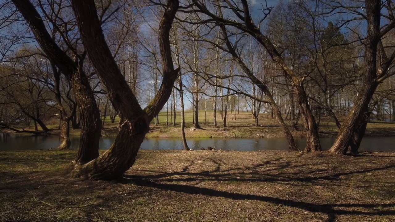 Forest Near The Lake Walk - YouTube