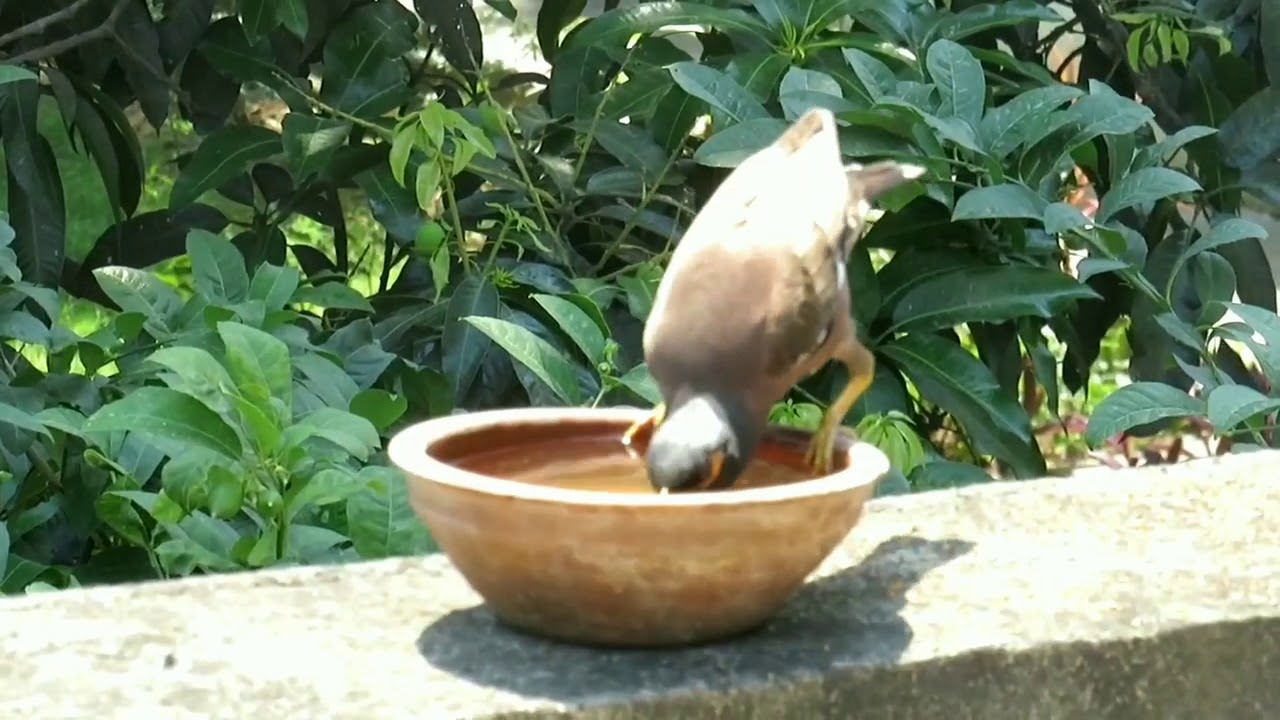 Bird is trying to drink water from earthern pot - YouTube