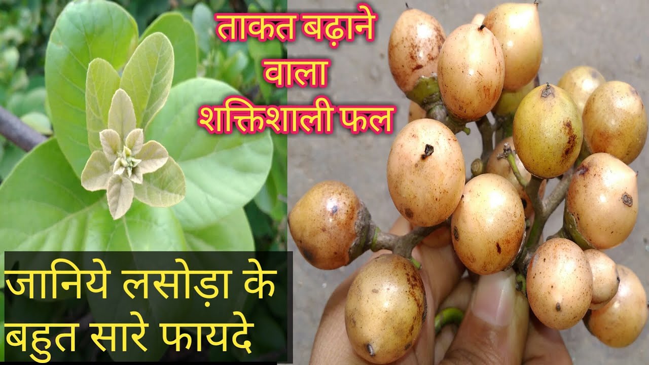 lasoda ke fayde | lasoda fruit benefits in hindi - YouTube