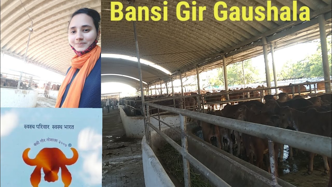 Bansi Gir Gaushala Ahmedabad Visit Teaser||बंसी गिर गौशाला अहमदाबाद ...