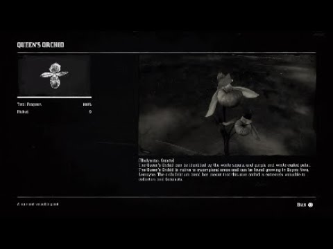 Red Dead Redemption 2: All 5 Queen's Orchids Locations - YouTube