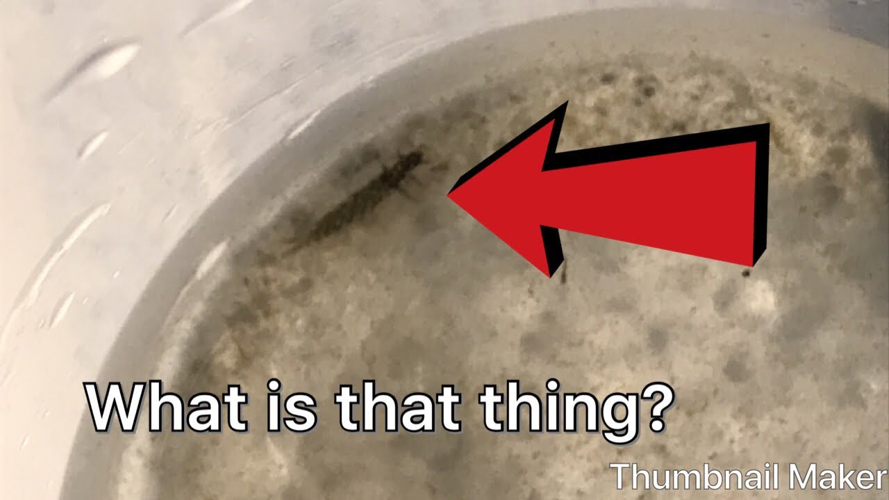 What is that in my filter? -How Much Waste A Crayfish Really Makes ...
