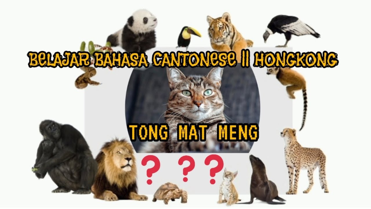 Nama Binatang Bahasa Kantonis || Cantonese animal names - YouTube