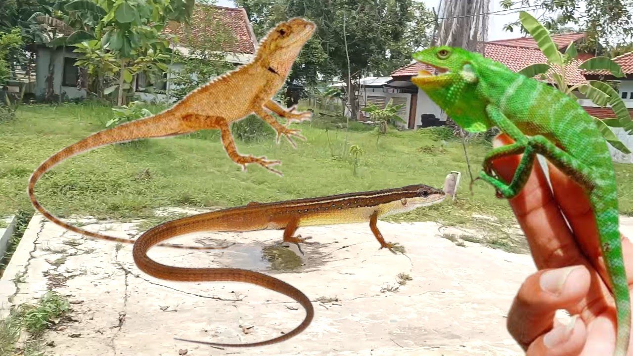 BERBURU BUNGLON HIJAU, LONDOK/ BUNGLON TAMAN DAN KADAL RUMPUT - YouTube