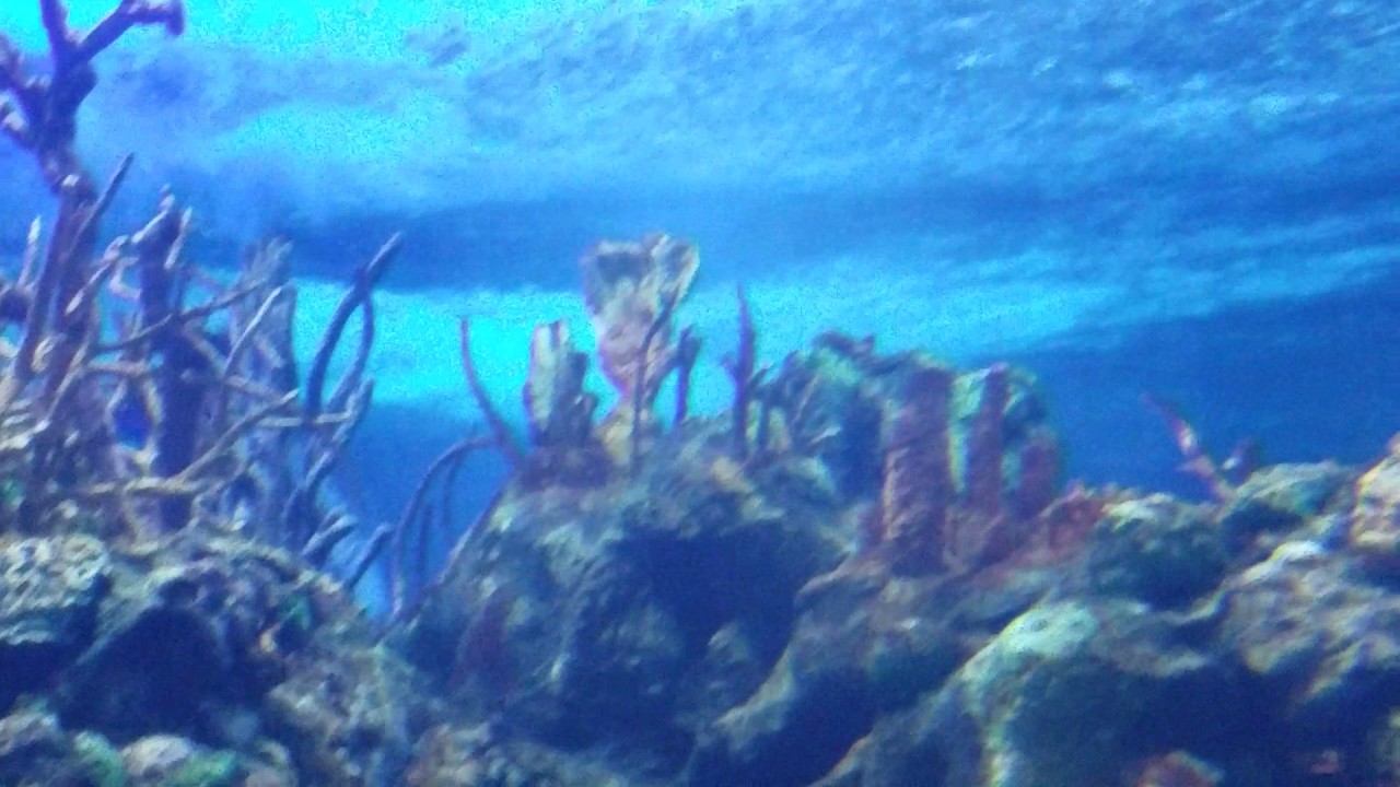 Walt Disney World Epcot aquarium #2 dolphins - YouTube