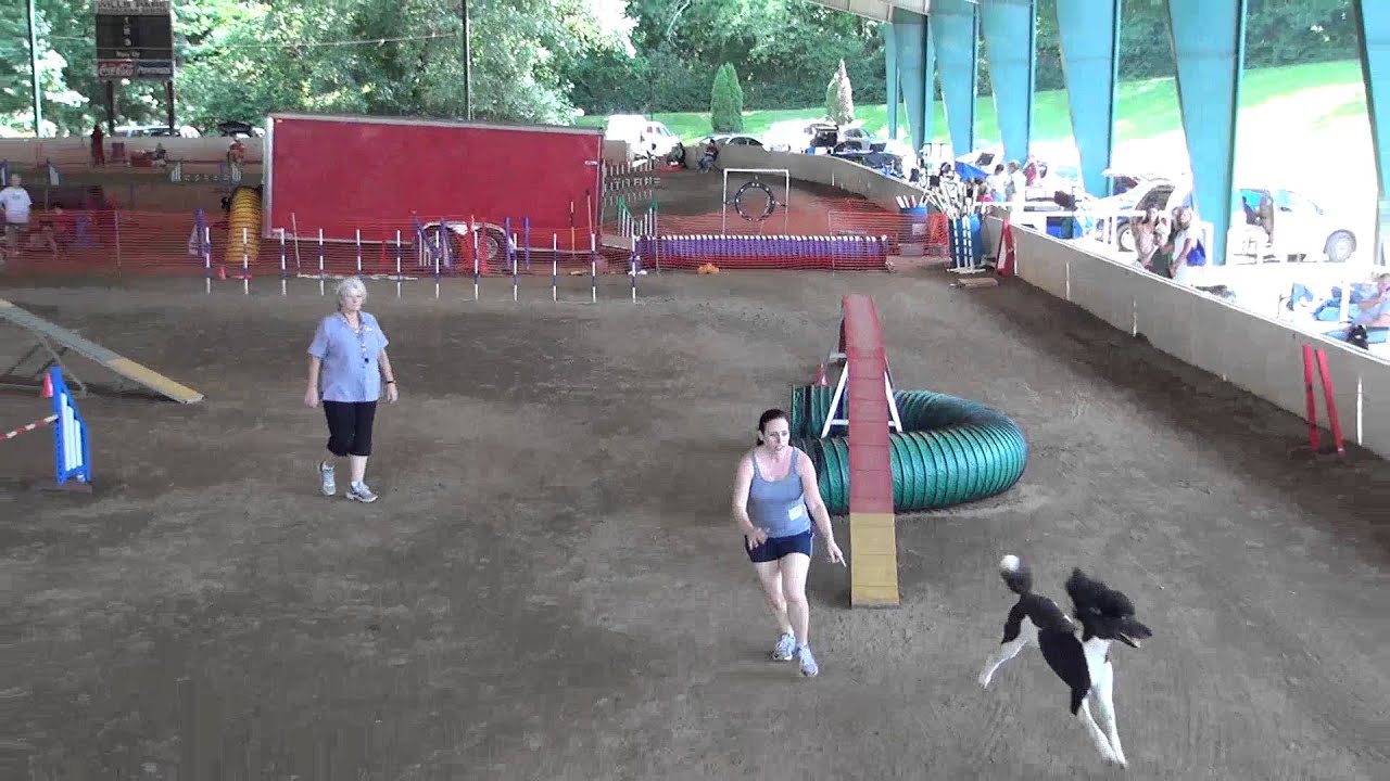 Dash - Standard Poodle - Open Standard Agility Canine Capers Trial Sept ...
