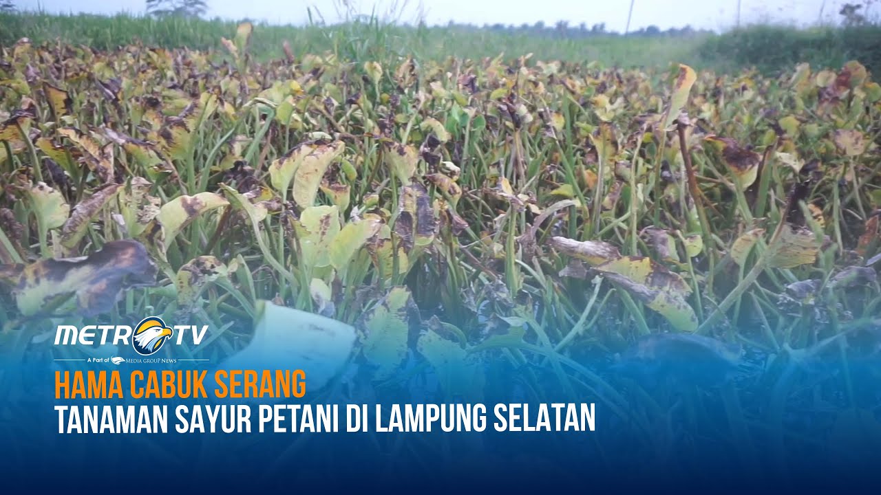 Hama Cabuk Serang Tanaman Sayur Petani di Lampung Selatan - YouTube