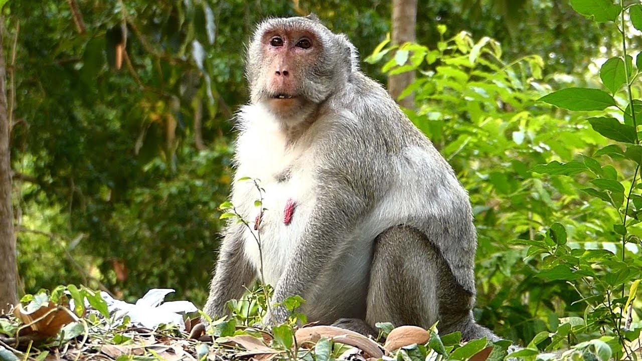 Beautiful pregnant Jane monkey belly grew up day by day, Wait new a ...
