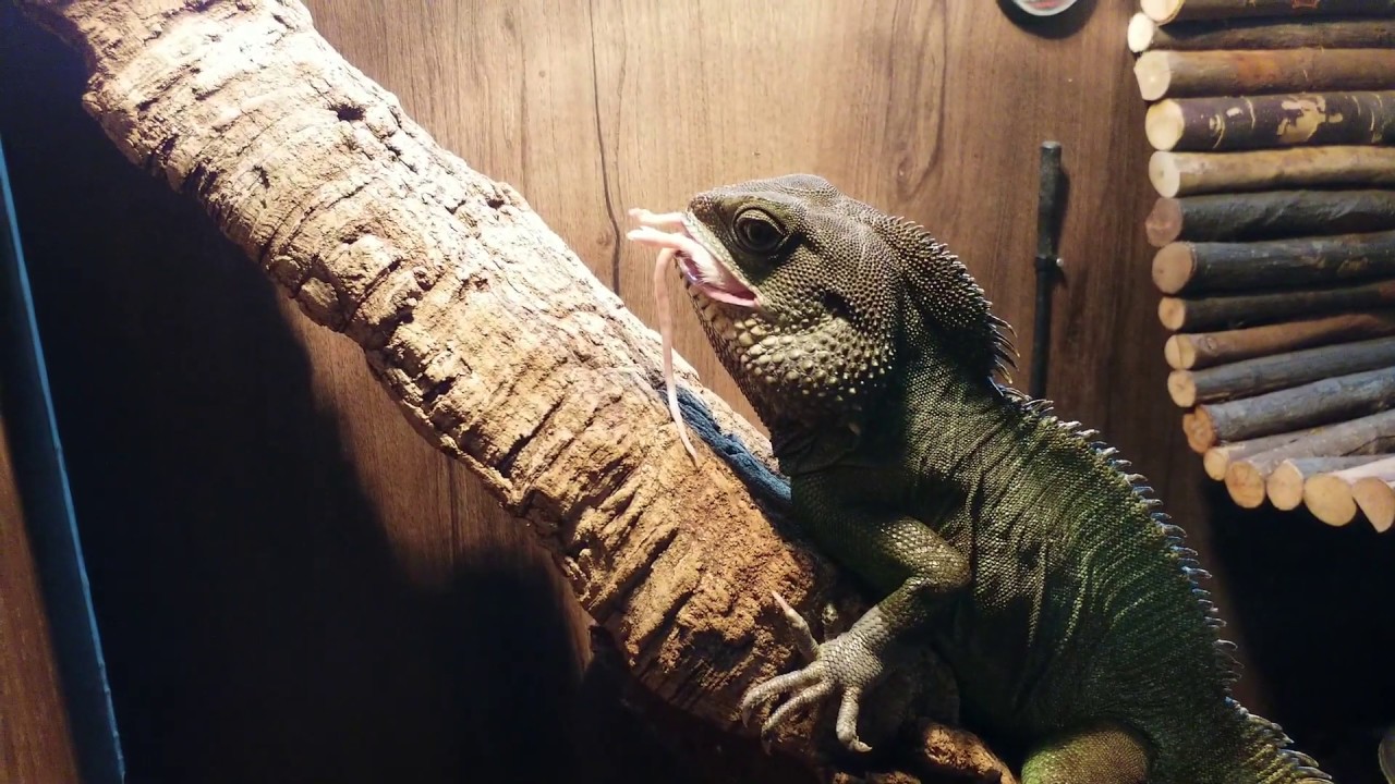 my lizard eating #1 mouse - YouTube