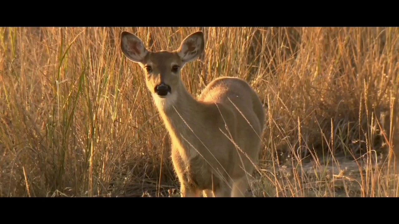 As The Deer (Psalm 42:1) - Violin Cover (Adora Lee) - YouTube