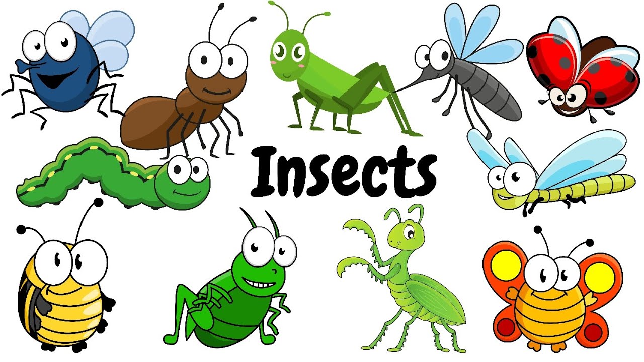 Insects | Insects cartoon for kids | Bugs Name | Insects name in ...