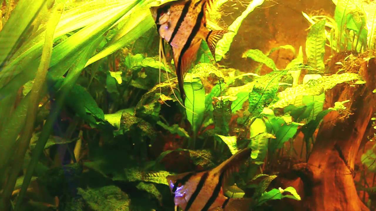 Pterophyllum scalare Peru altum red spotted - YouTube