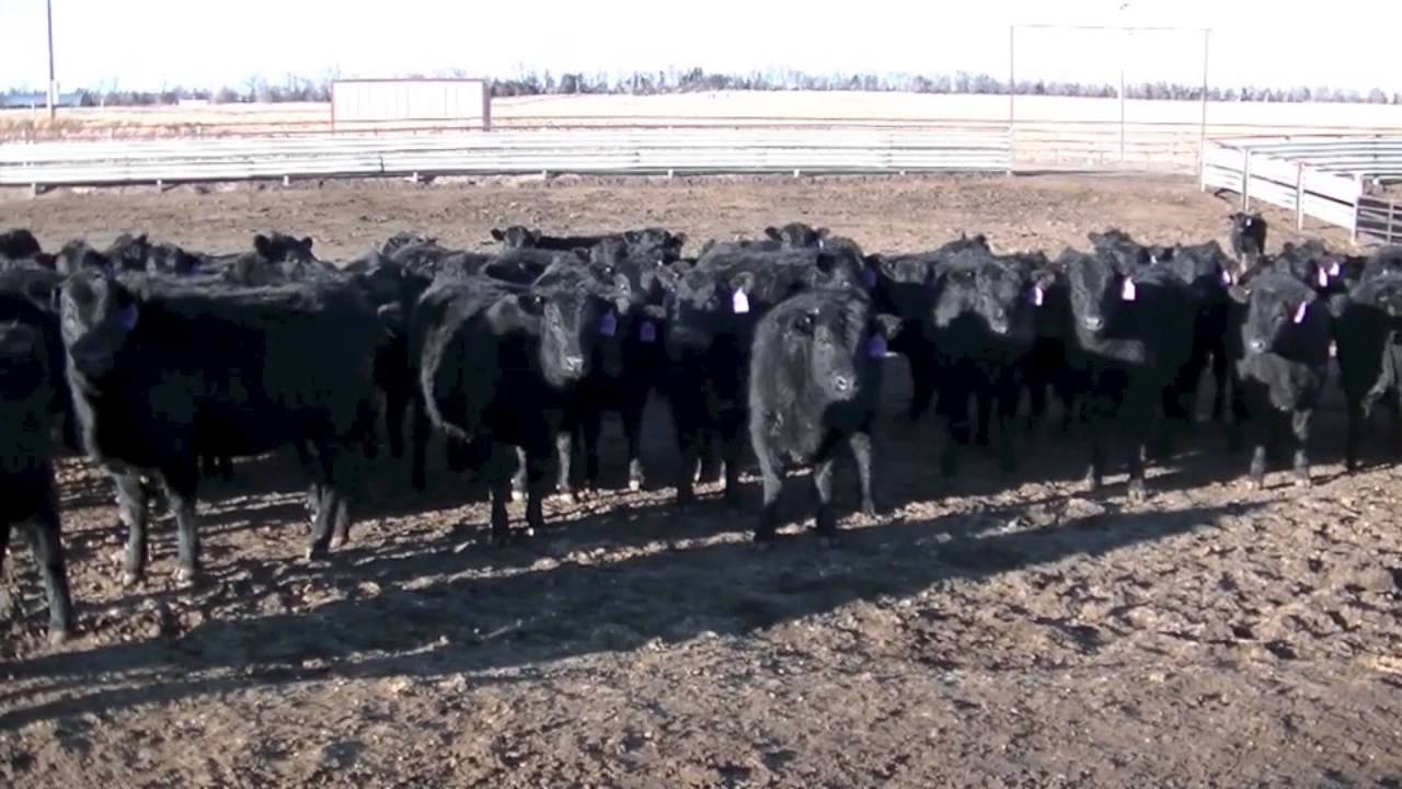Wright Livestock Inc. - YouTube
