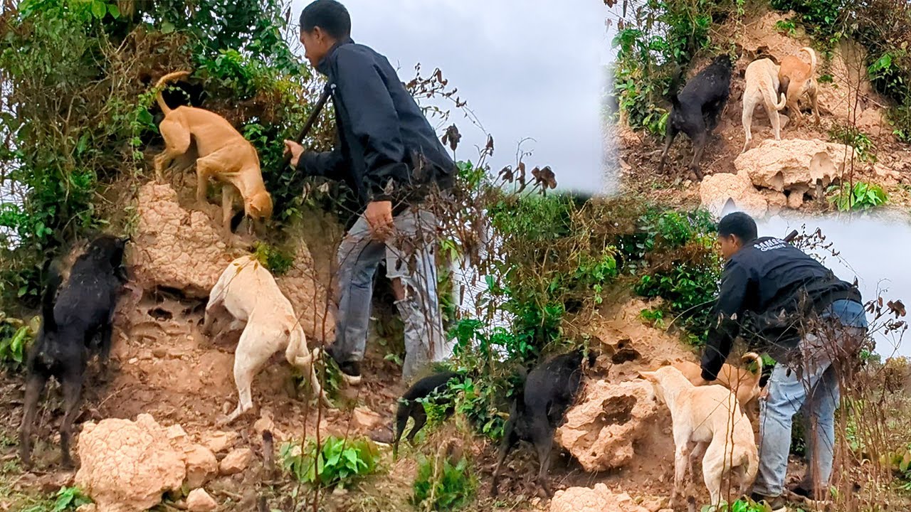 teams work hunting to catch rate in the hold, Jungle hunting - YouTube