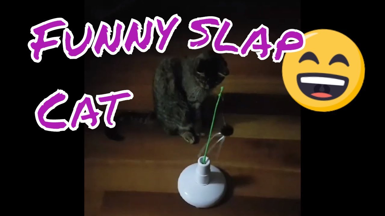 Funny Slap Cat | Cat Toy Hits In Face. FUNNY!! - YouTube