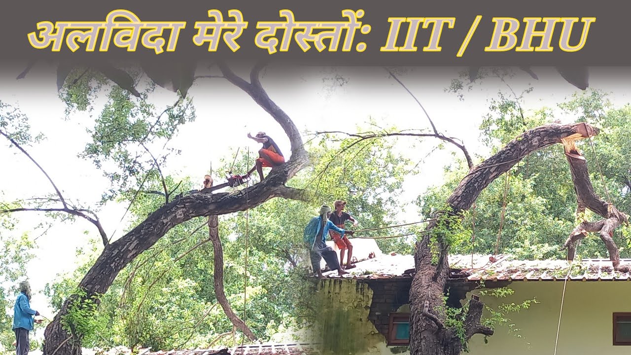 The Lasting of Tree in IIT/BHU || - YouTube