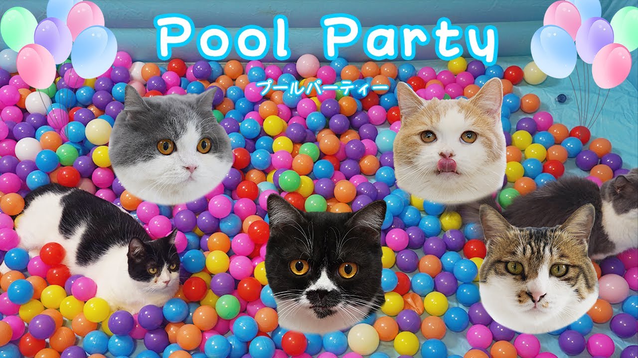 Cat Pool Party!🎉| Funny Cat Studio - YouTube