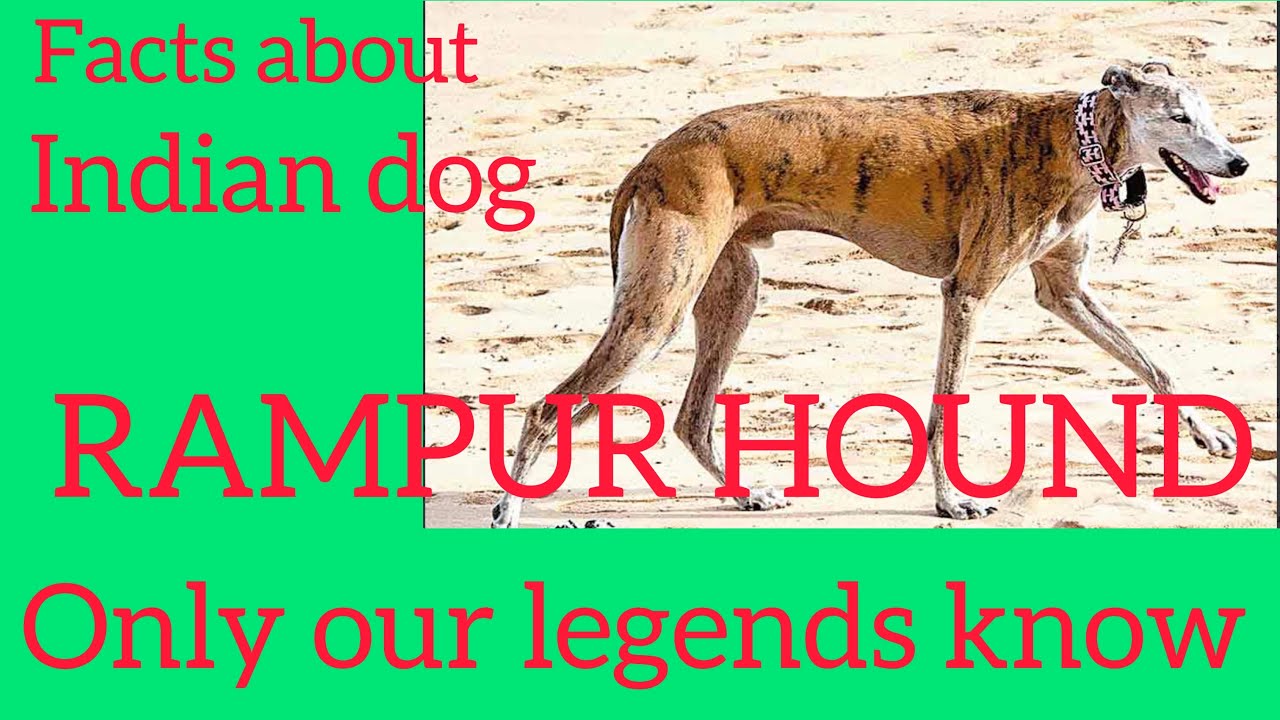 Facts about *RAMPUR HOUND* a Indian dog only our legends know |XAD PETS ...