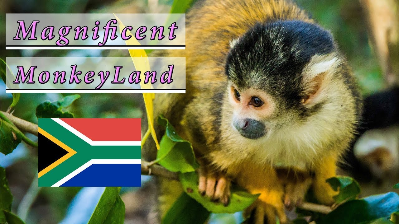 Monkey Land South Africa - YouTube