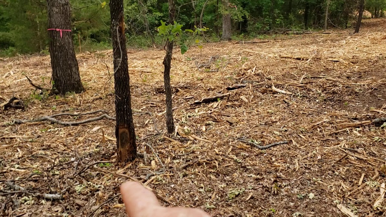 Clearing and cleaning up new garden spot on bugout property - YouTube